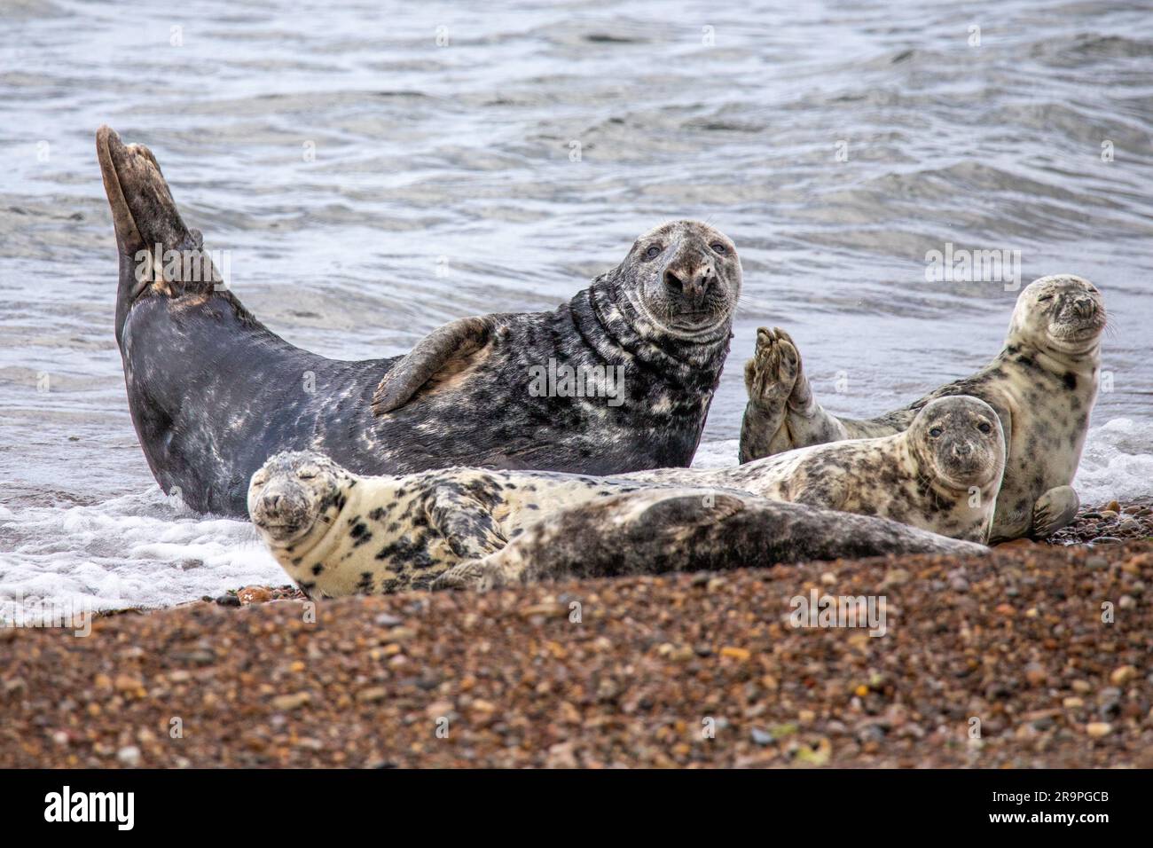 This photo shows a group of seals at the coastline of the North Sea ...