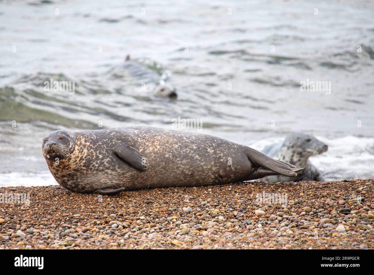This photo shows a group of seals at the coastline of the North Sea ...