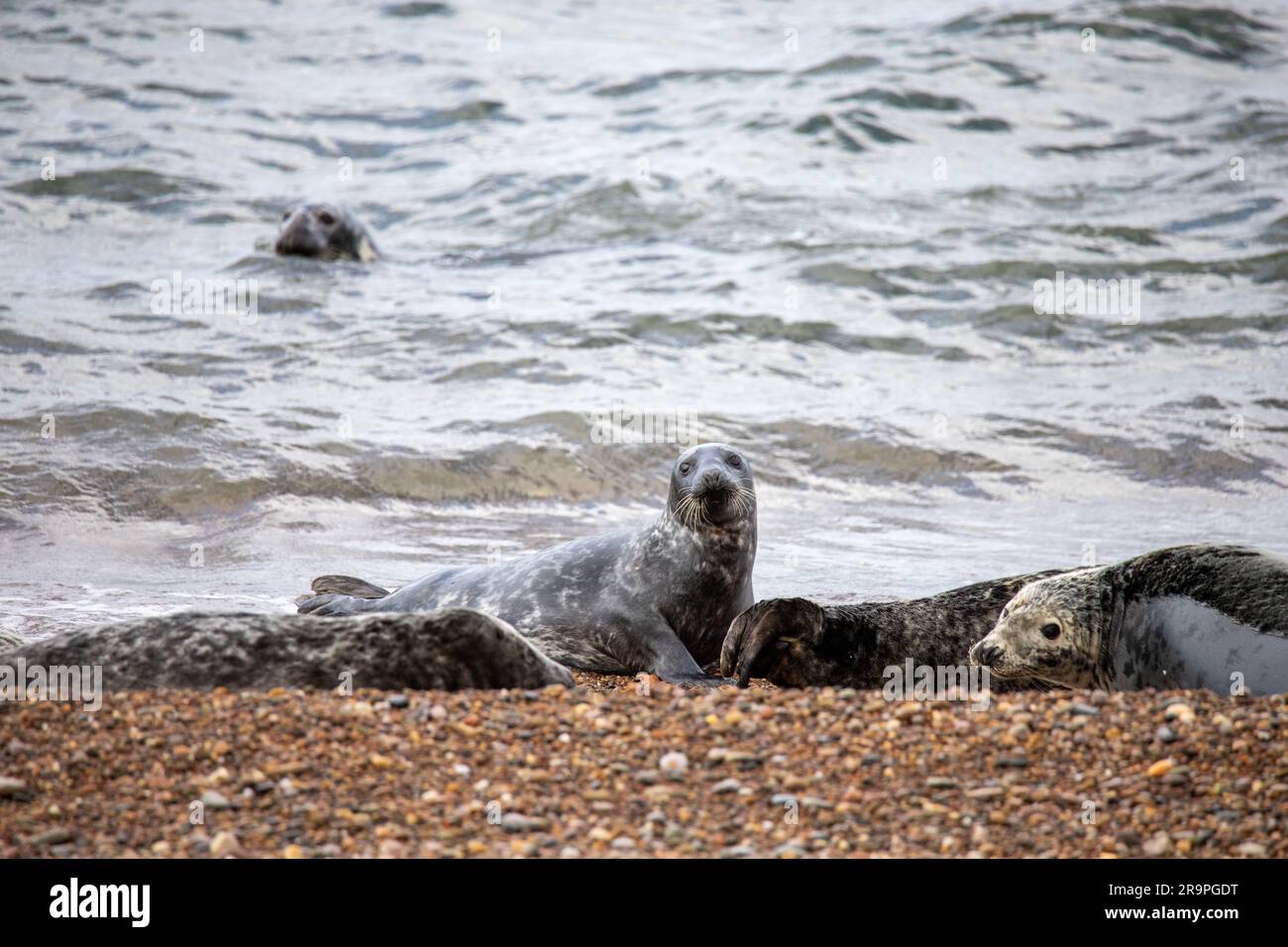 This photo shows a group of seals at the coastline of the North Sea ...