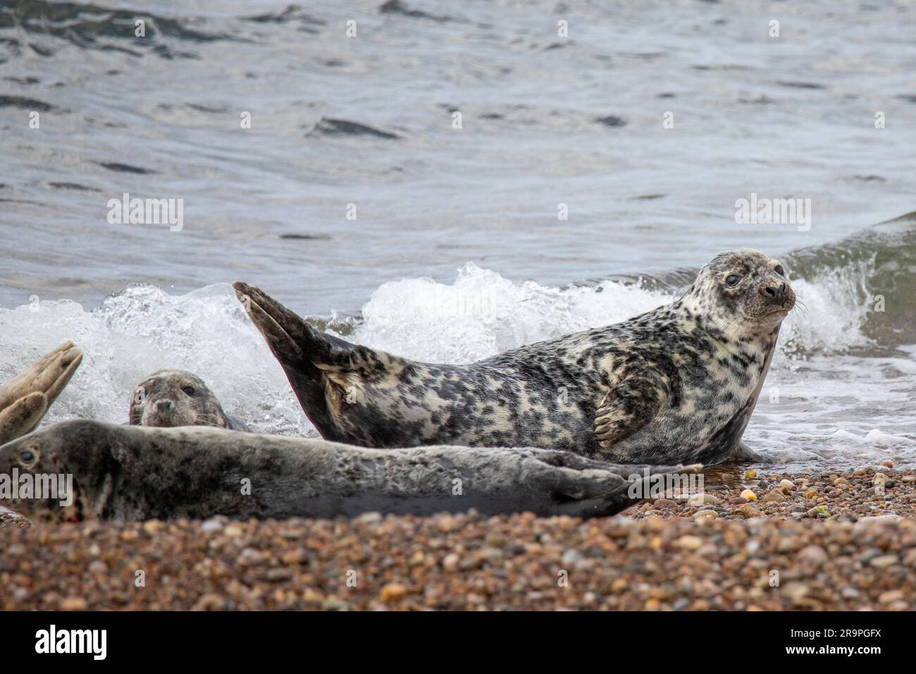 This photo shows a group of seals at the coastline of the North Sea ...