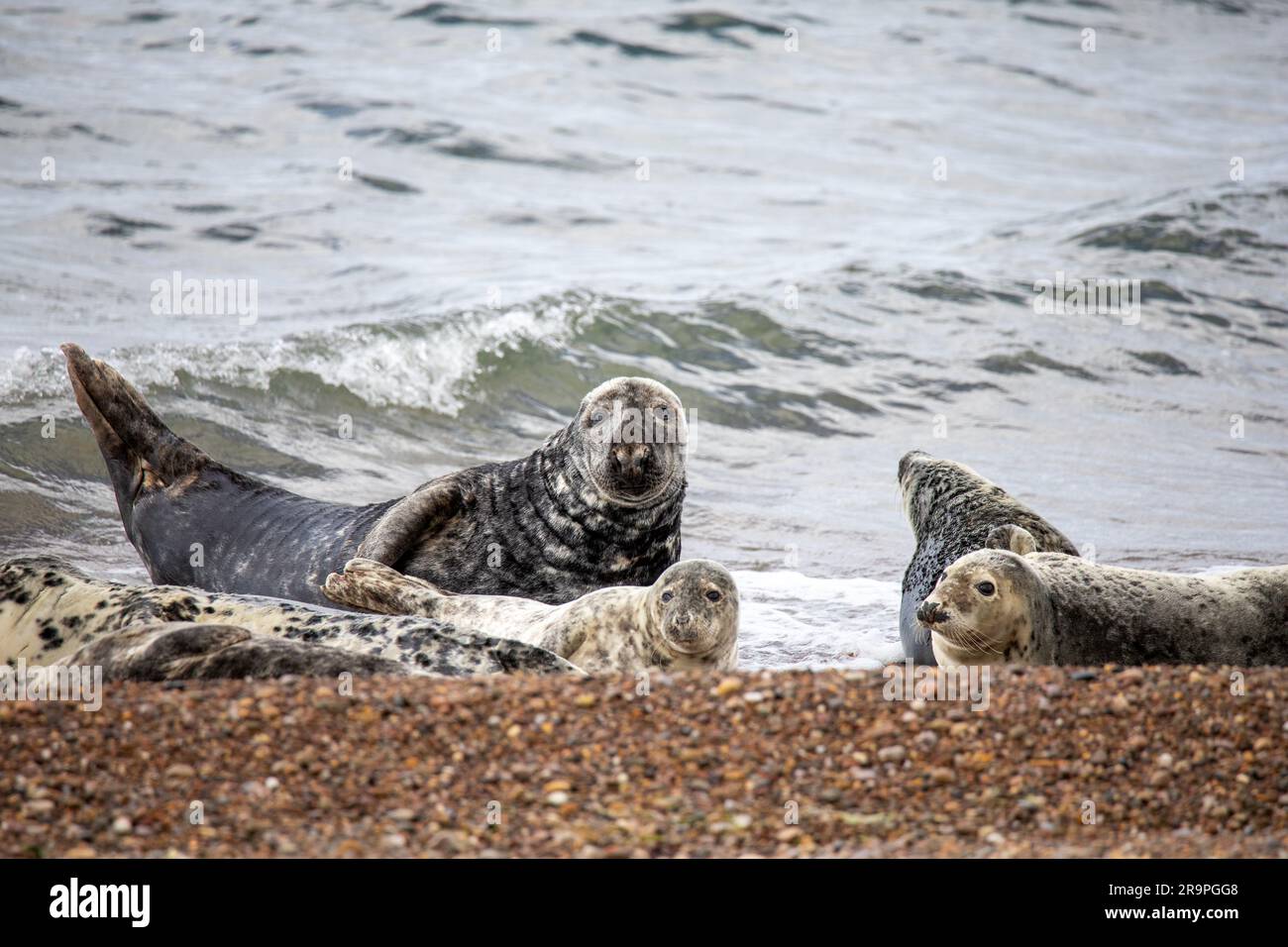 This photo shows a group of seals at the coastline of the North Sea ...
