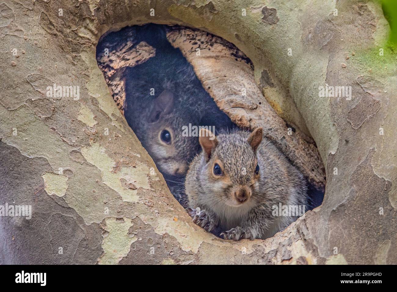 Two squirrels nest hi-res stock photography and images - Alamy