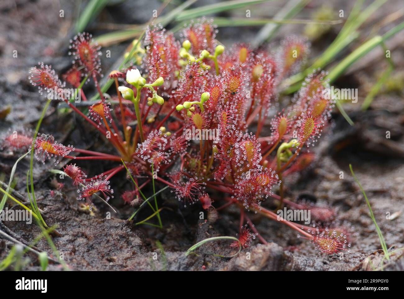 An Oblong-leaved Sundew plant, Drosera intermedia, growing in a bog ...