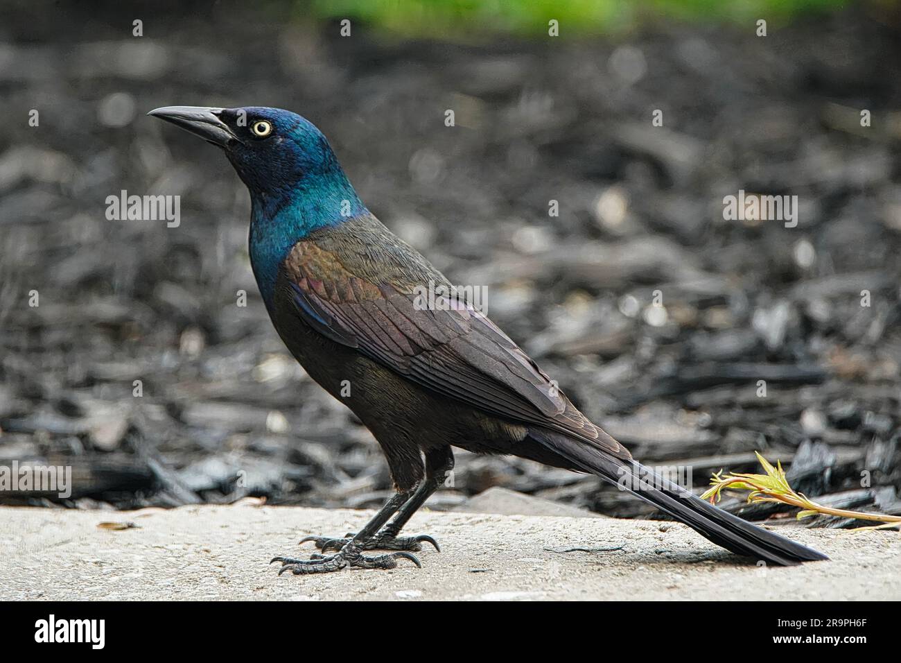 Male Common grackle bird Stock Photo - Alamy