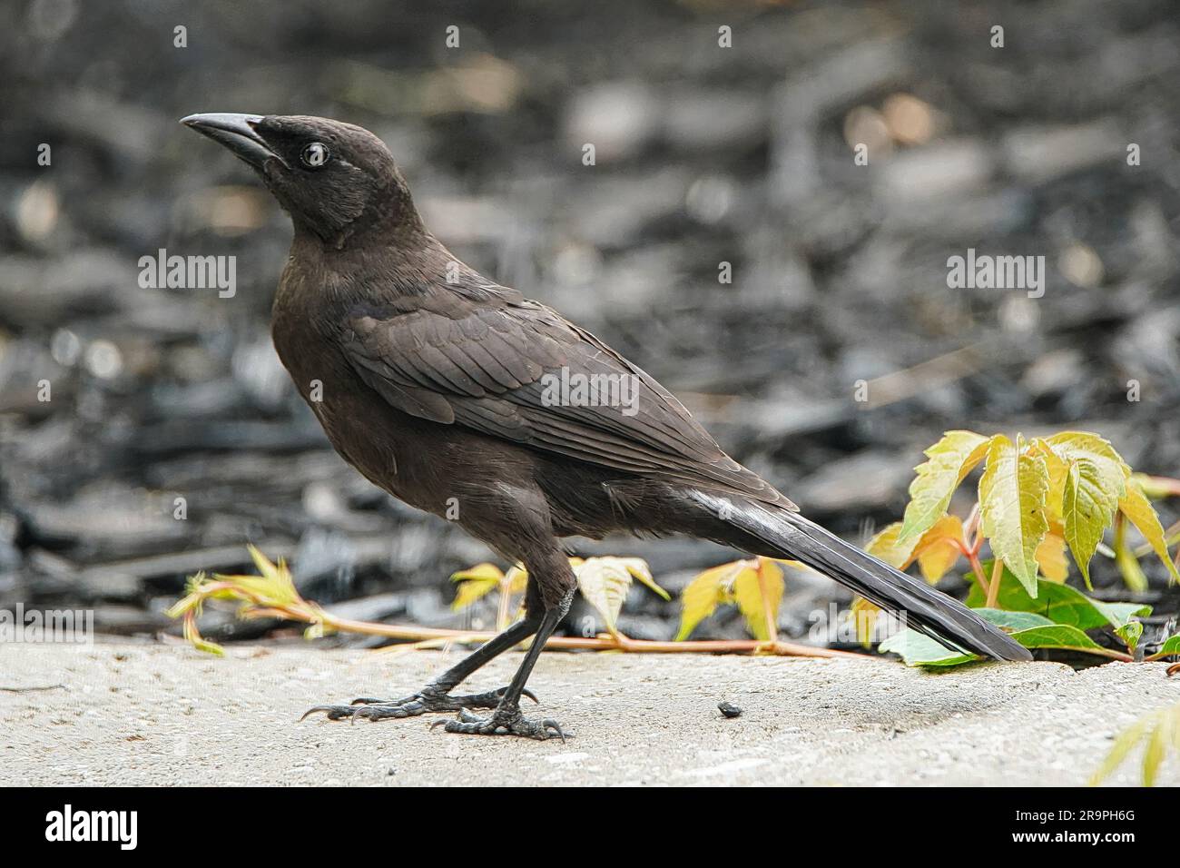 Female Common Grackle bird Stock Photo - Alamy
