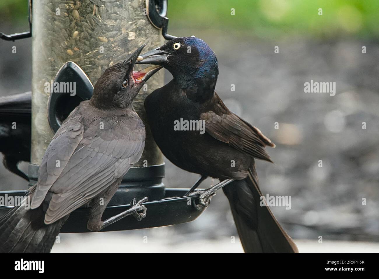 Male Common Grackle bird feeding his female counterpart Stock Photo - Alamy