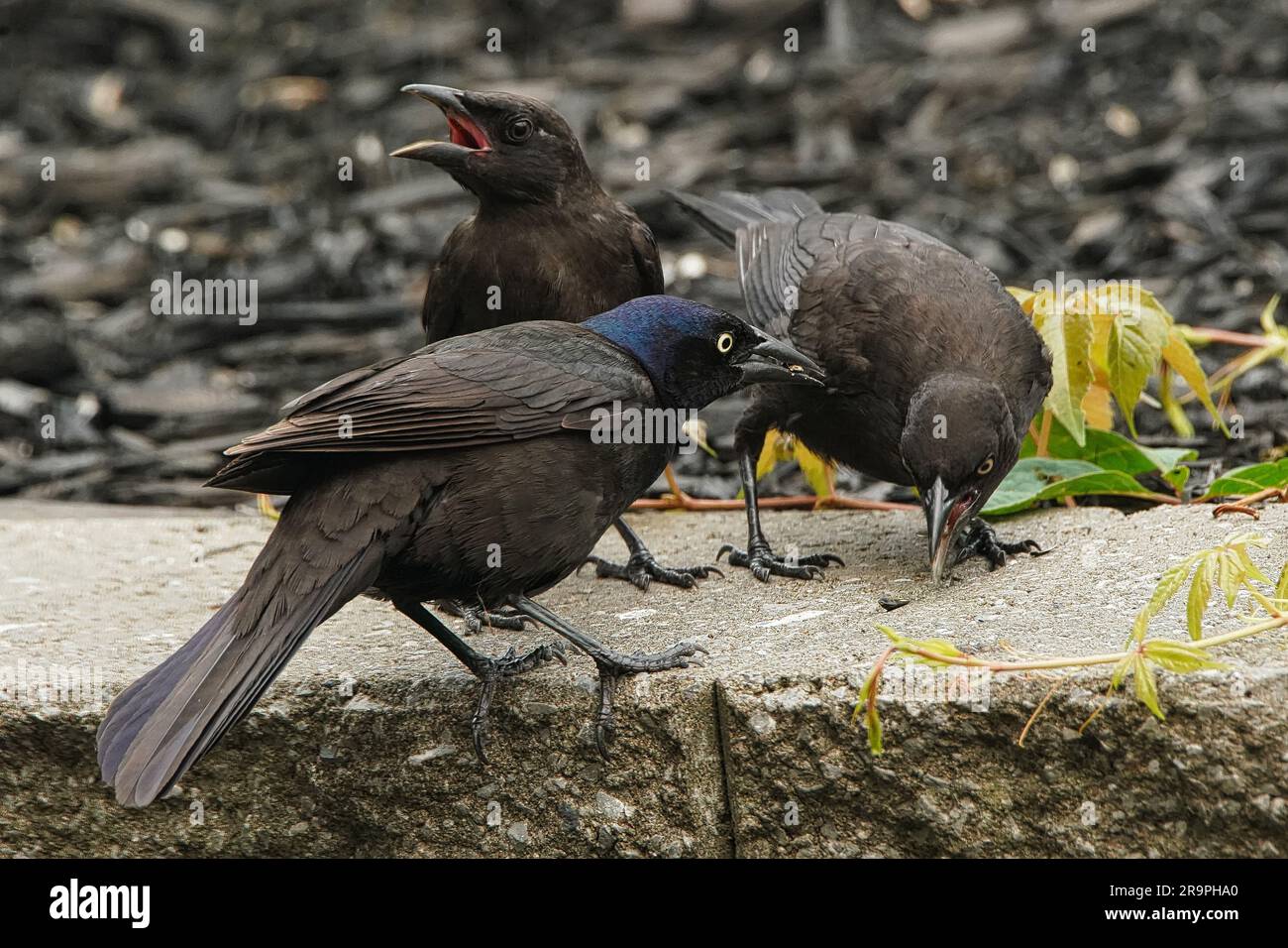 Trio of male and female Common Grackle birds feeding Stock Photo - Alamy