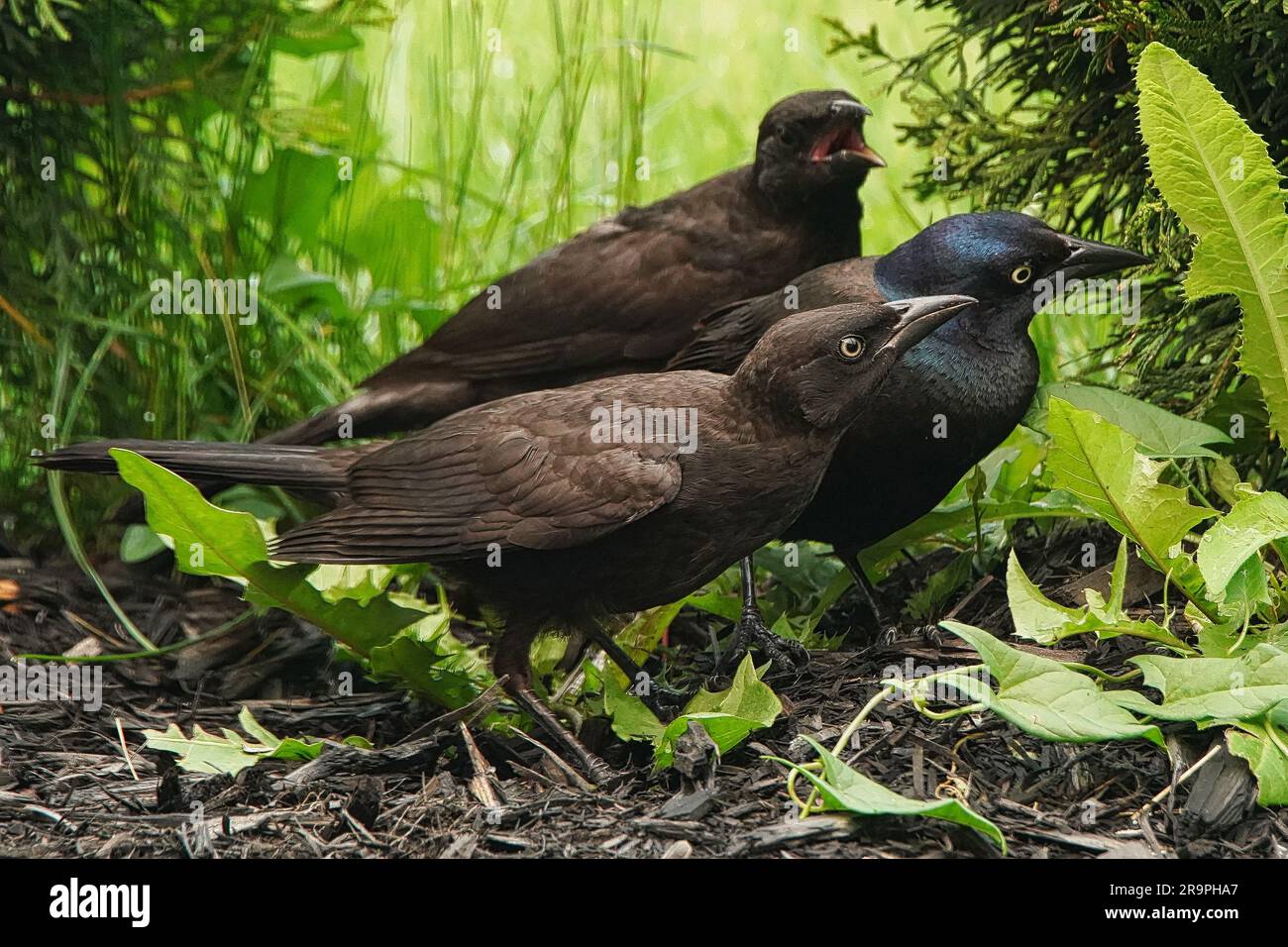 Trio of male and female Common Grackle birds feeding Stock Photo - Alamy