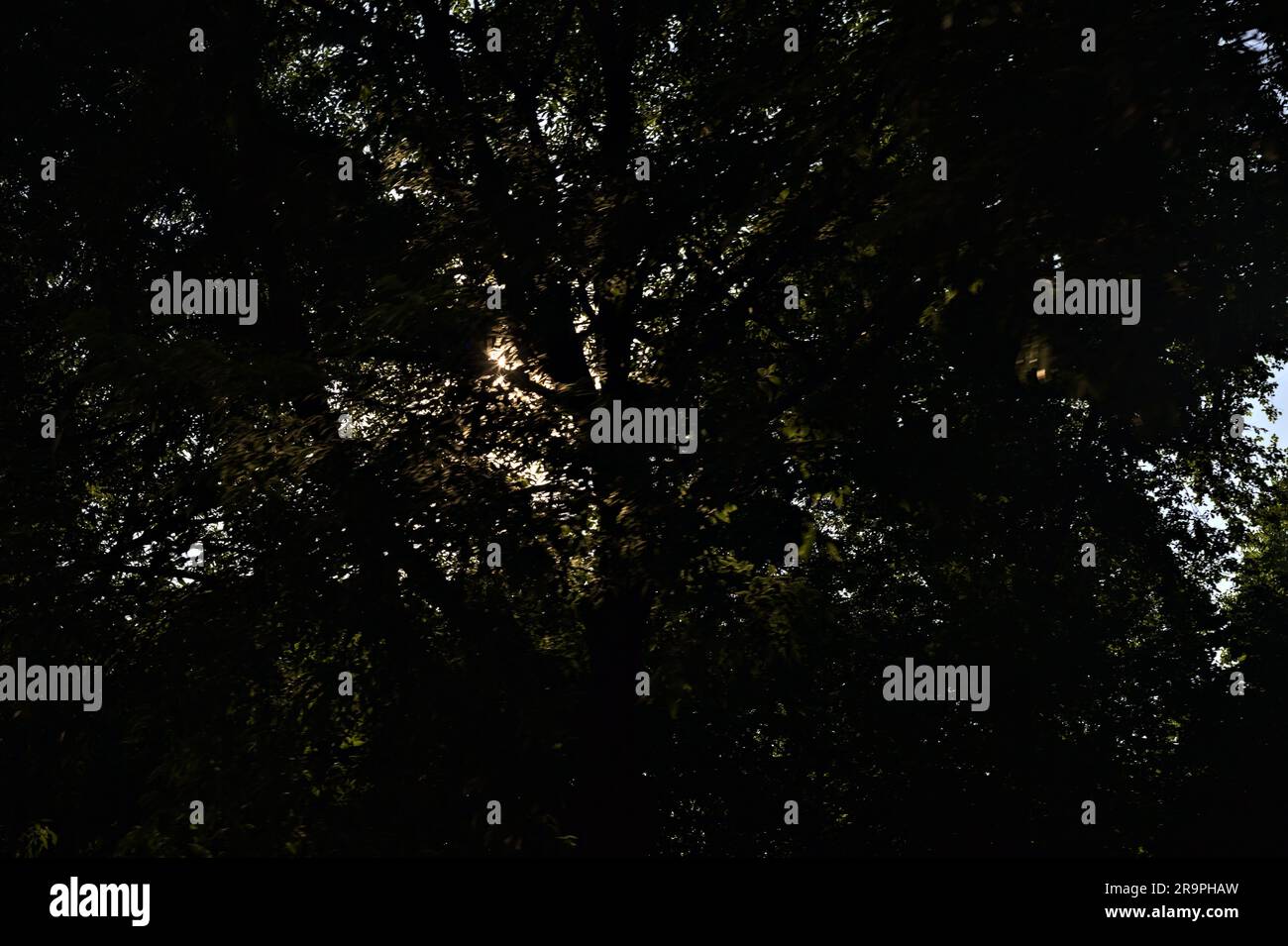 Trees on a sunset sky as background Stock Photo - Alamy