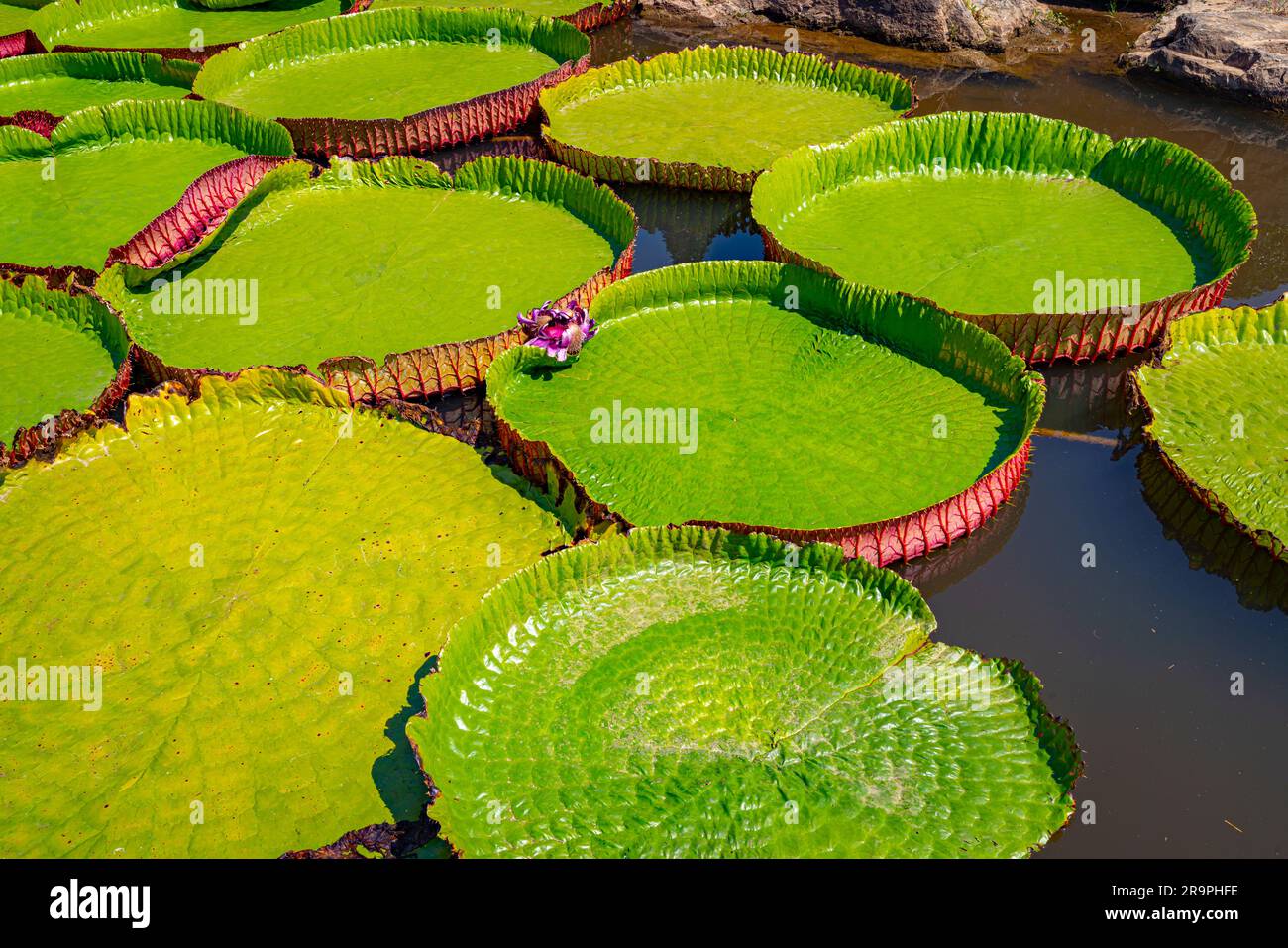 Victoria regia or Victoria amazonica leaves and flower. Giant victoria ...