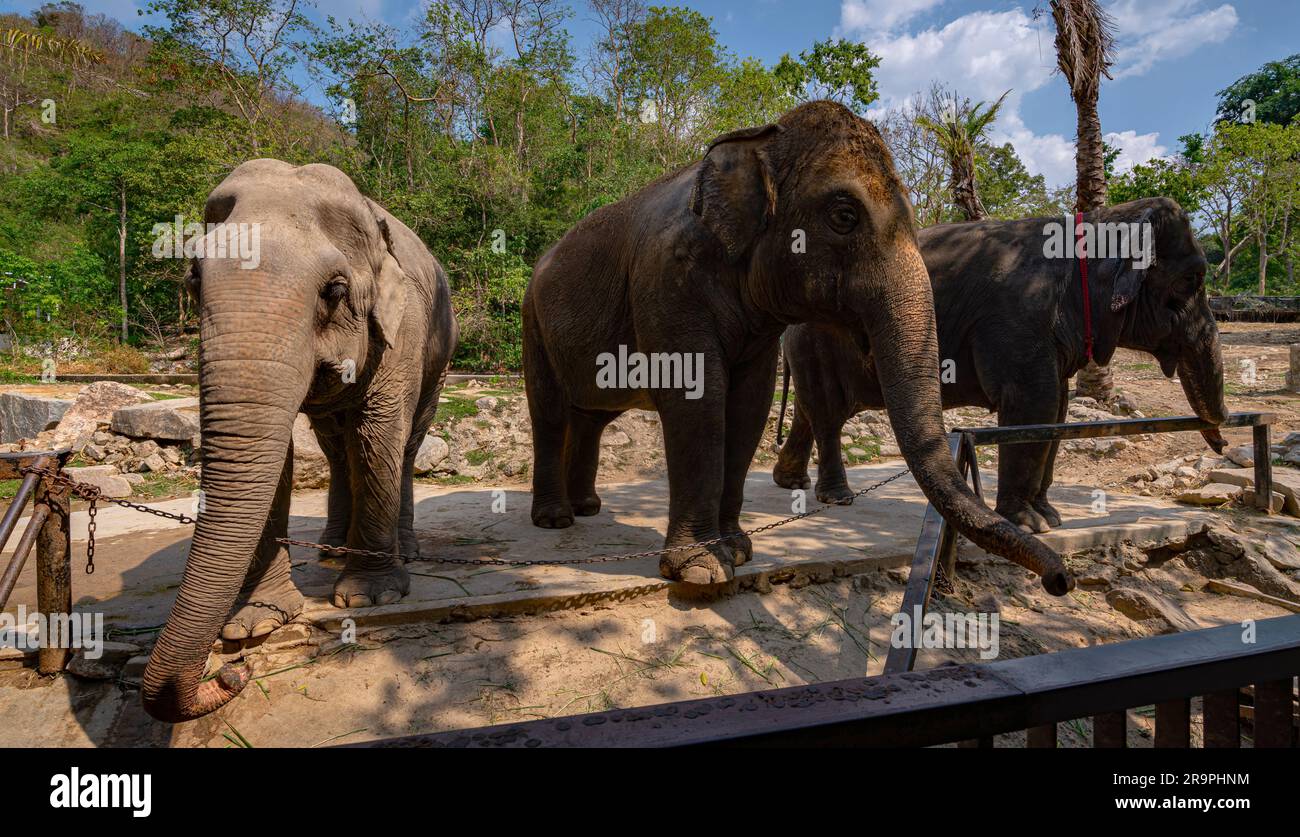 Asian elephants in the zoo Stock Photo - Alamy