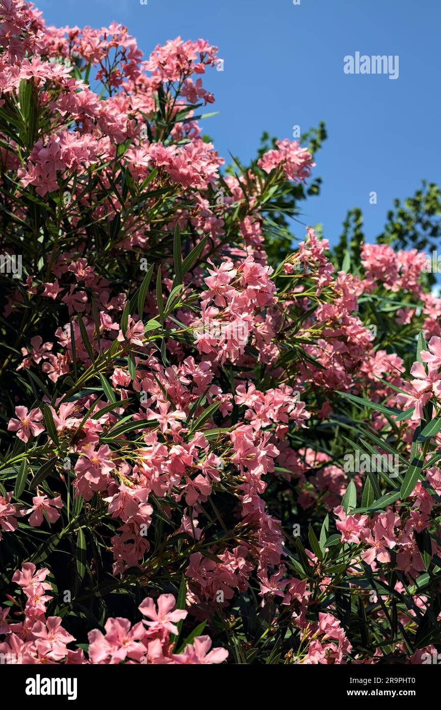 Pink oleander in bloom with the sky as background Stock Photo - Alamy