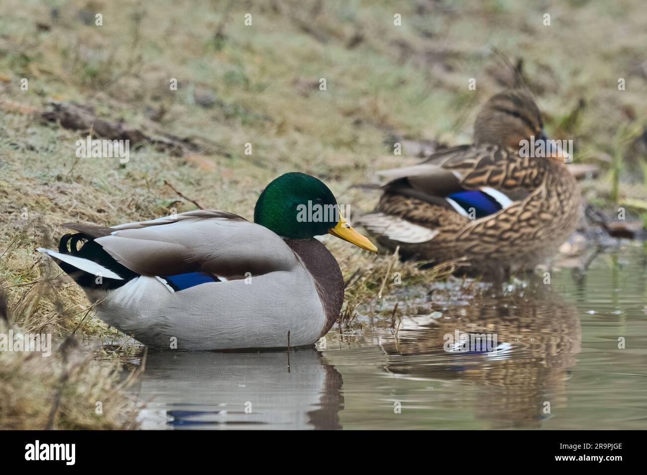 Mallard ducks Anas platyrhynchos resting in the pond. Side view ...