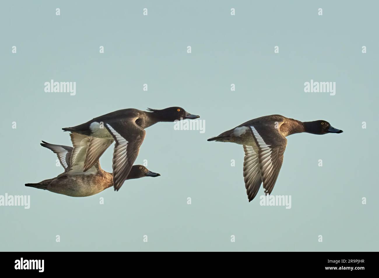 Group of tufted ducks in fast flight, closeup. Flying in the blue sky ...
