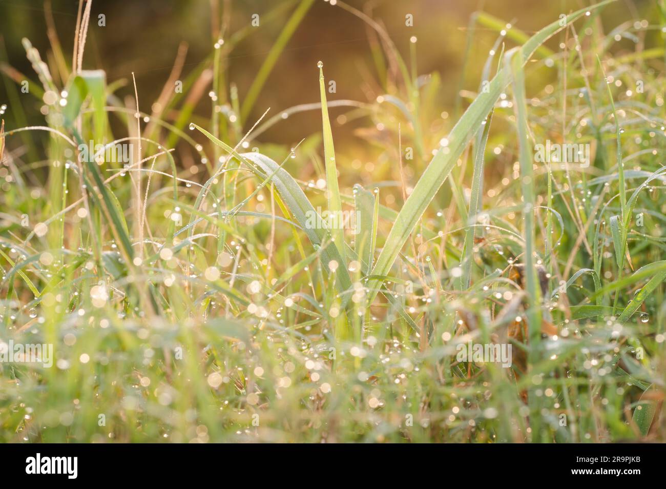 Summer sunrise on meadow hi-res stock photography and images - Alamy