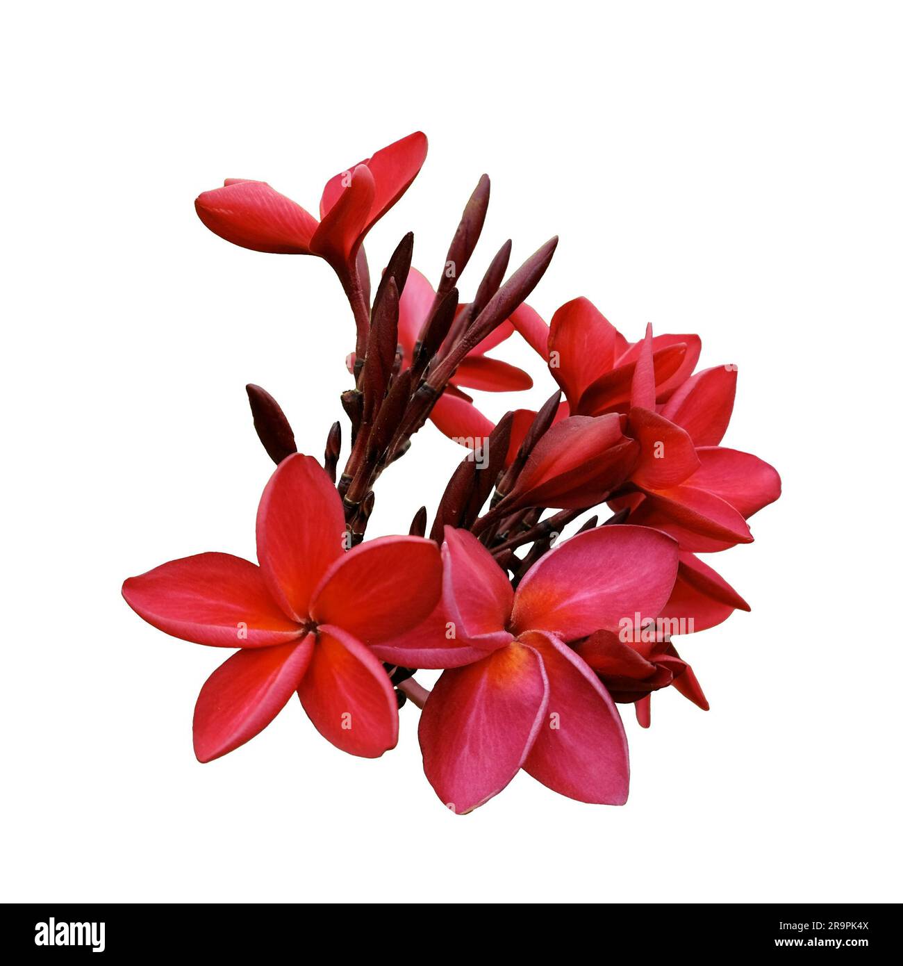 Plumeria, also known as frangipani, is a genus of flowering plants in ...