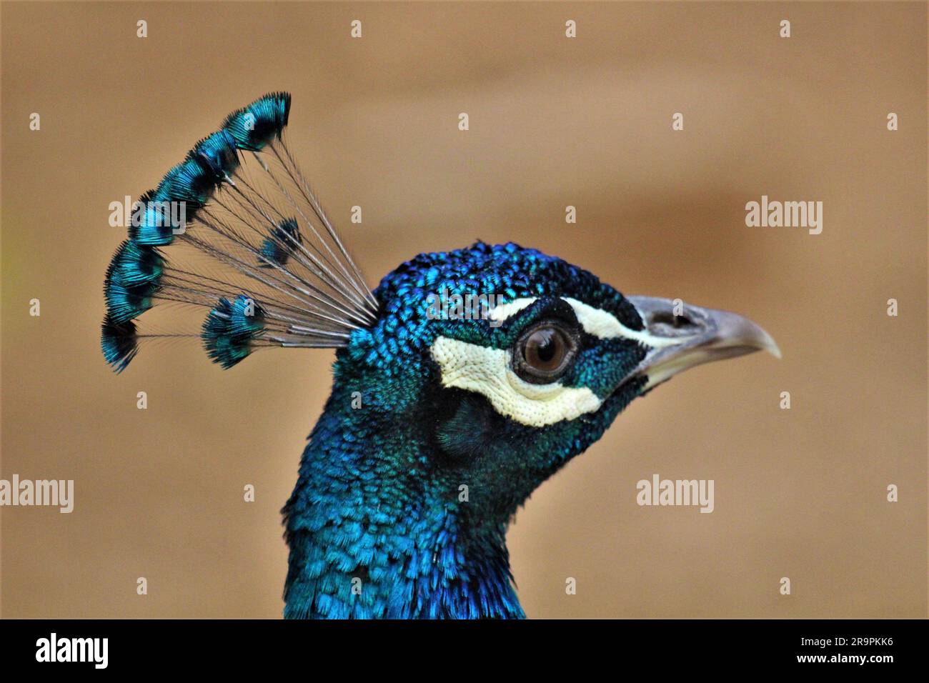 Head peacock hi-res stock photography and images - Alamy