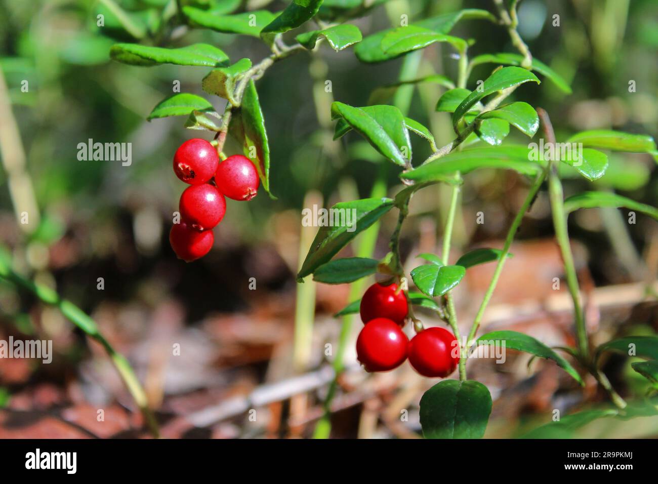 Red berries cowberry bushes hi-res stock photography and images - Alamy