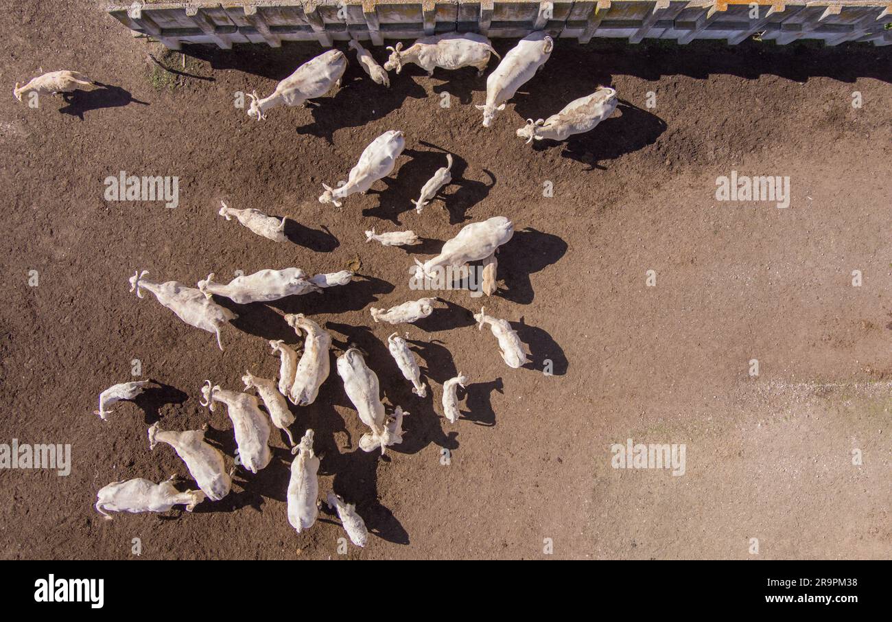Cattle aerial herd rural area hi-res stock photography and images - Alamy