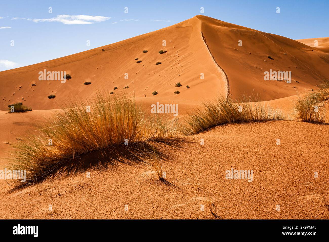 Crest of a dune with desert bushes. Merzouga is a small village in ...