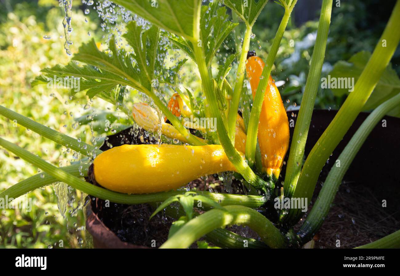 Watering and growing yellow zucchini in the ground. Water pours on ...