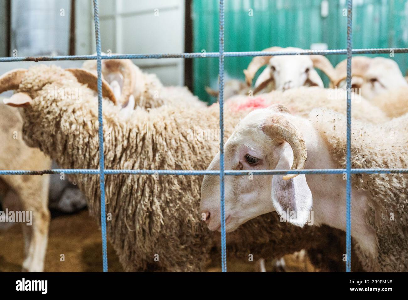 Istanbul, Turkey. 28th June, 2023. A ram seen in a local trained ...