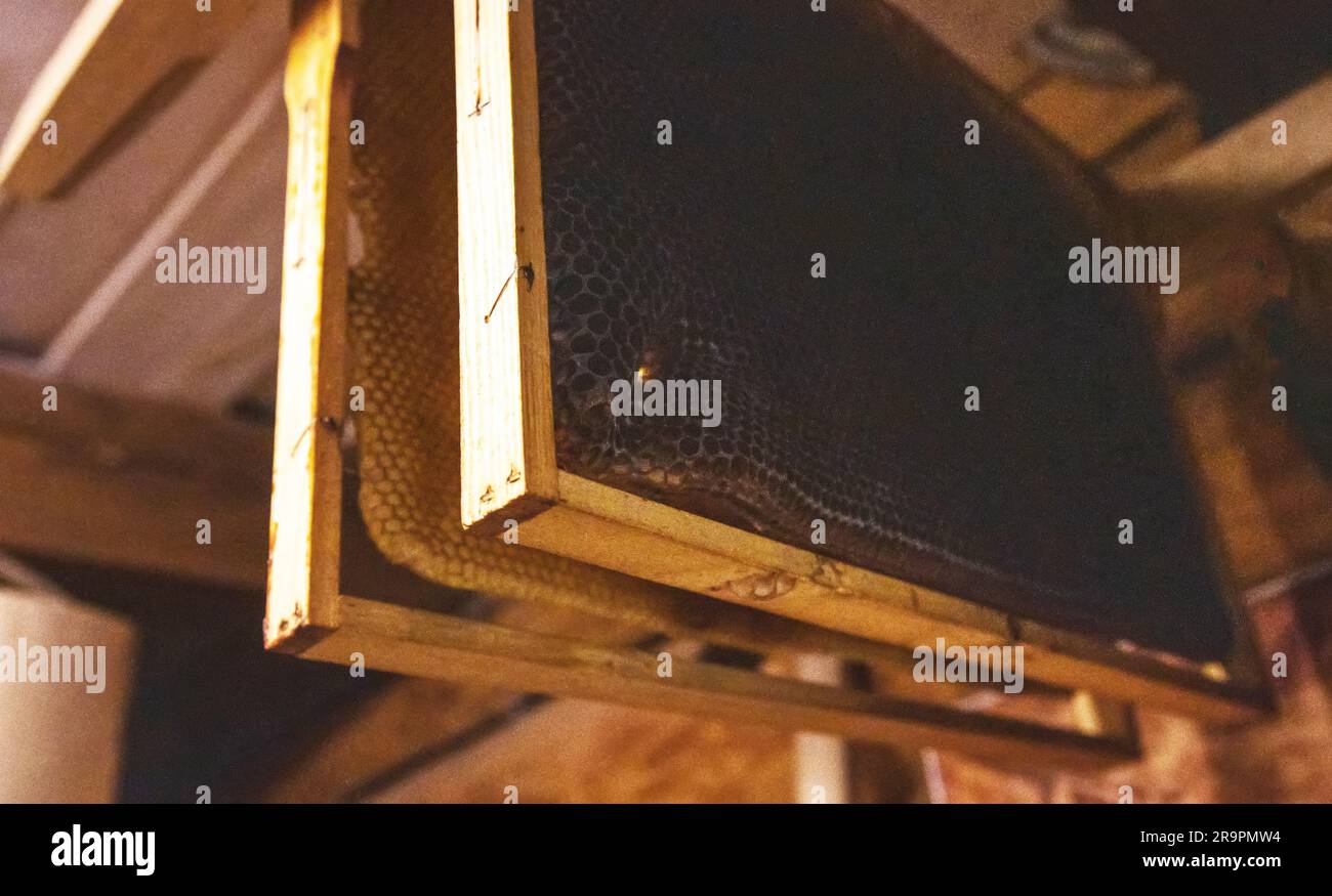 Bee frames with sealed combs and honey hang in the shed. Breeding bees ...