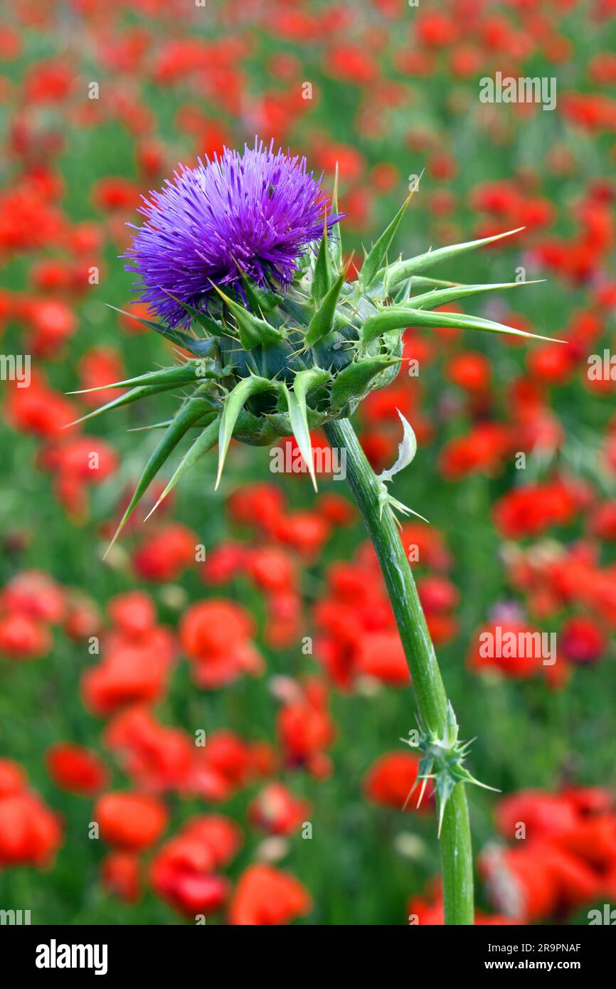 Flower of milk thistle (Silybum marianum), a well-known medicinal plant ...