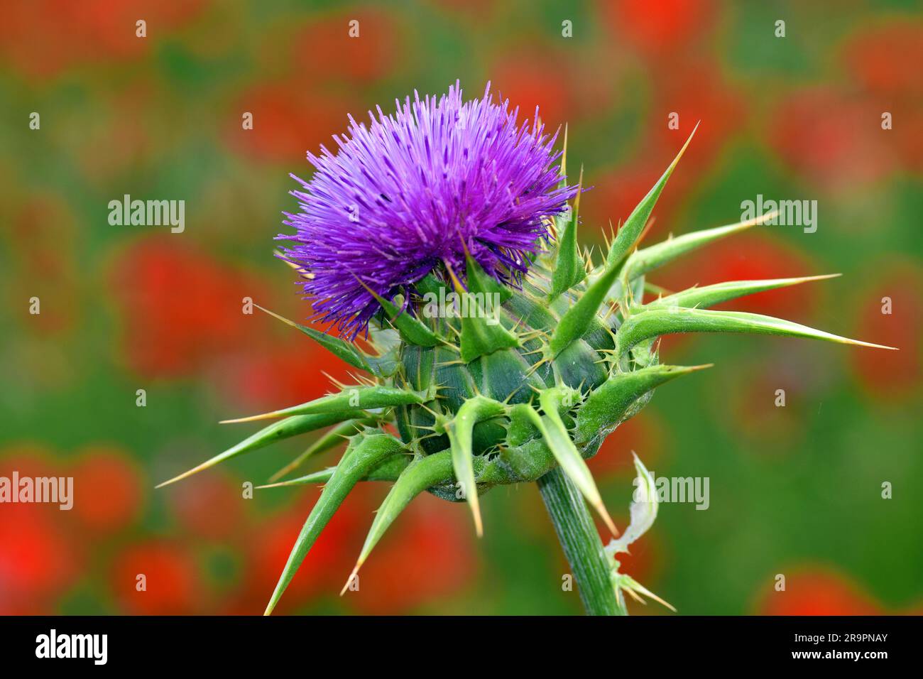 Flower of milk thistle (Silybum marianum), a well-known medicinal plant ...