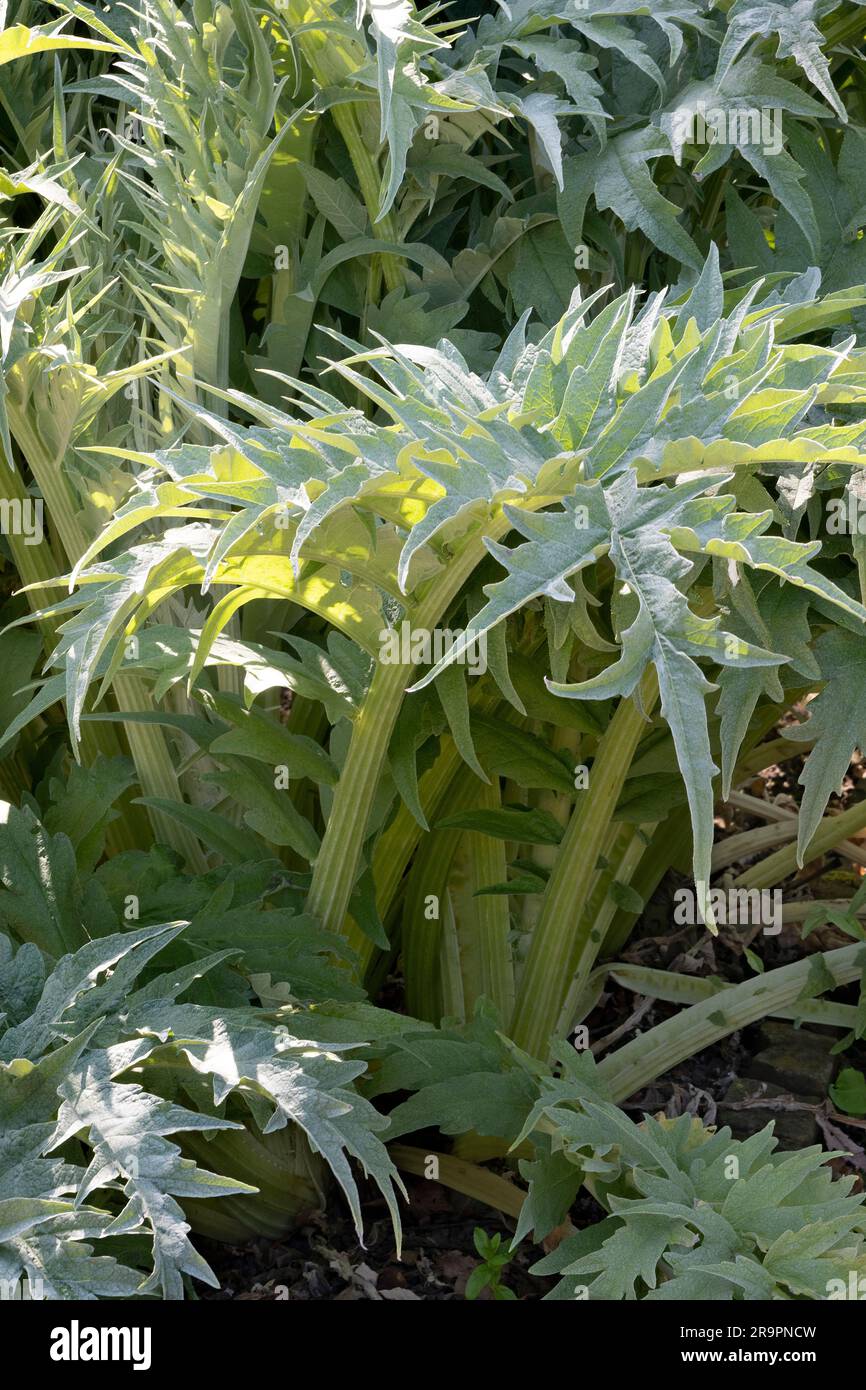 Growing Cardoon plant outdoors in the garden Stock Photo - Alamy