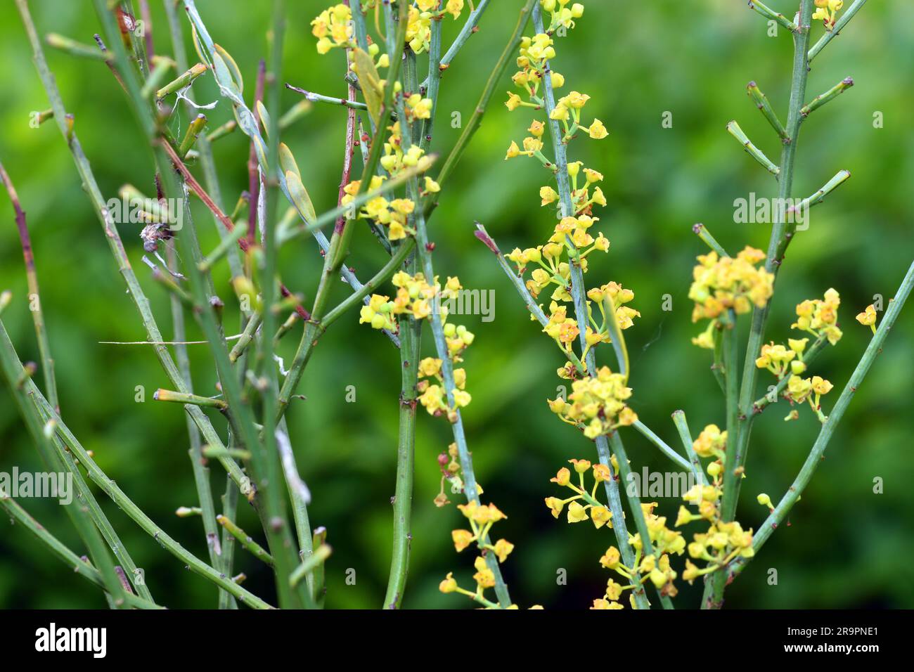 Ephedra flower hi-res stock photography and images - Alamy