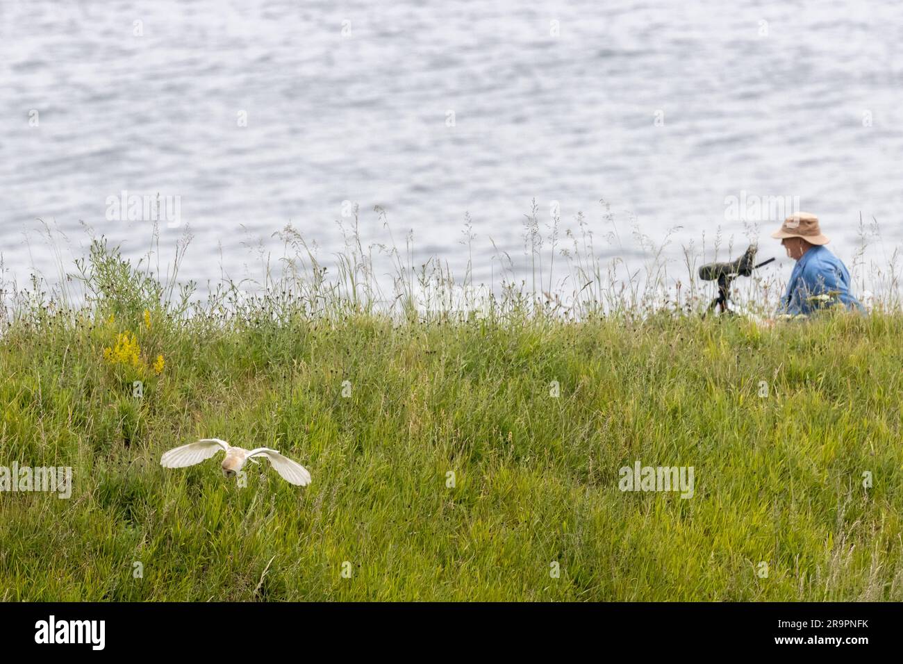 UK wildlife - 28 June 2023 - Birder looking the wrong way with a ...