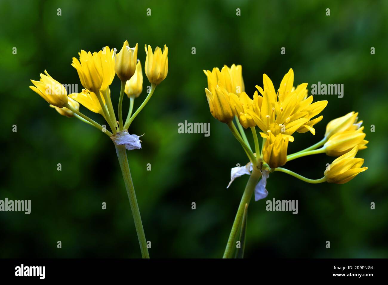Flowers of a wild garlic (Allium moly). It is a medicinal plant and its ...