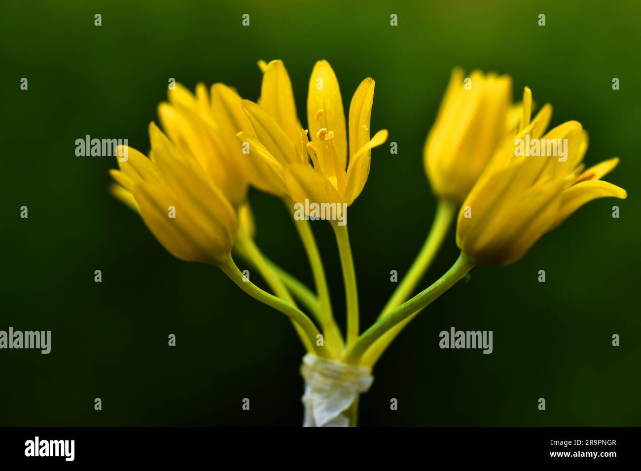 Flowers of a wild garlic (Allium moly). It is a medicinal plant and its ...
