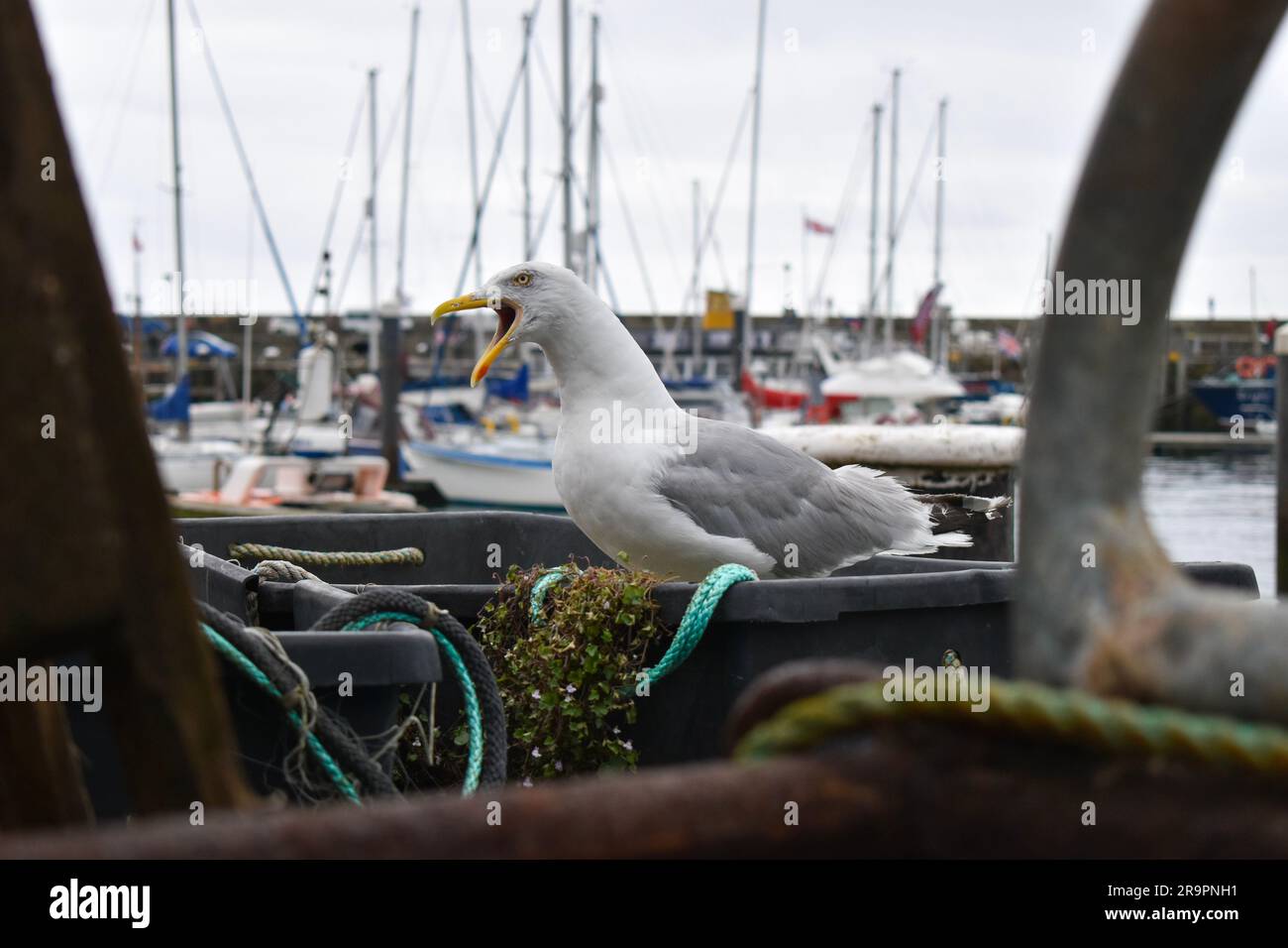 Angry seagull hi-res stock photography and images - Alamy
