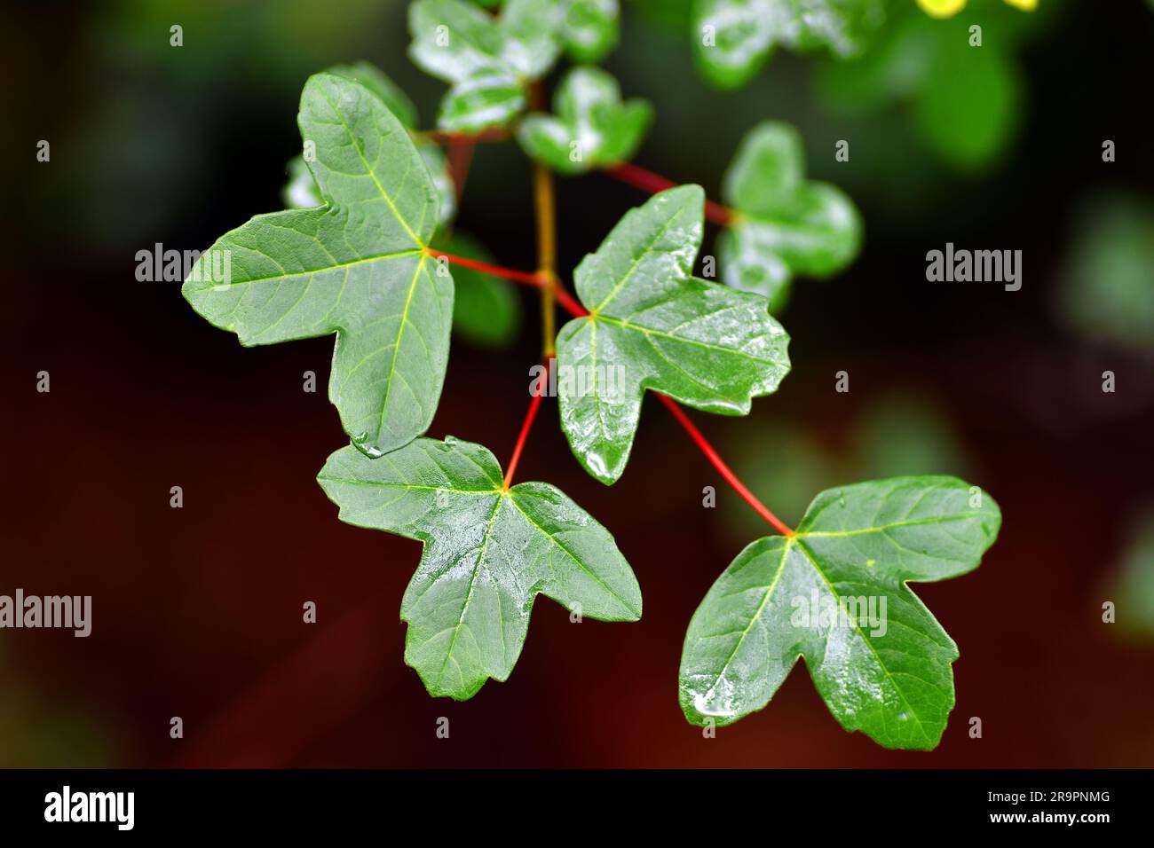Montpellier maple (acer monspessulanum) hi-res stock photography and ...