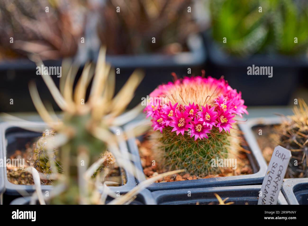 beautiful images with various flowering cacti with selective focus ...