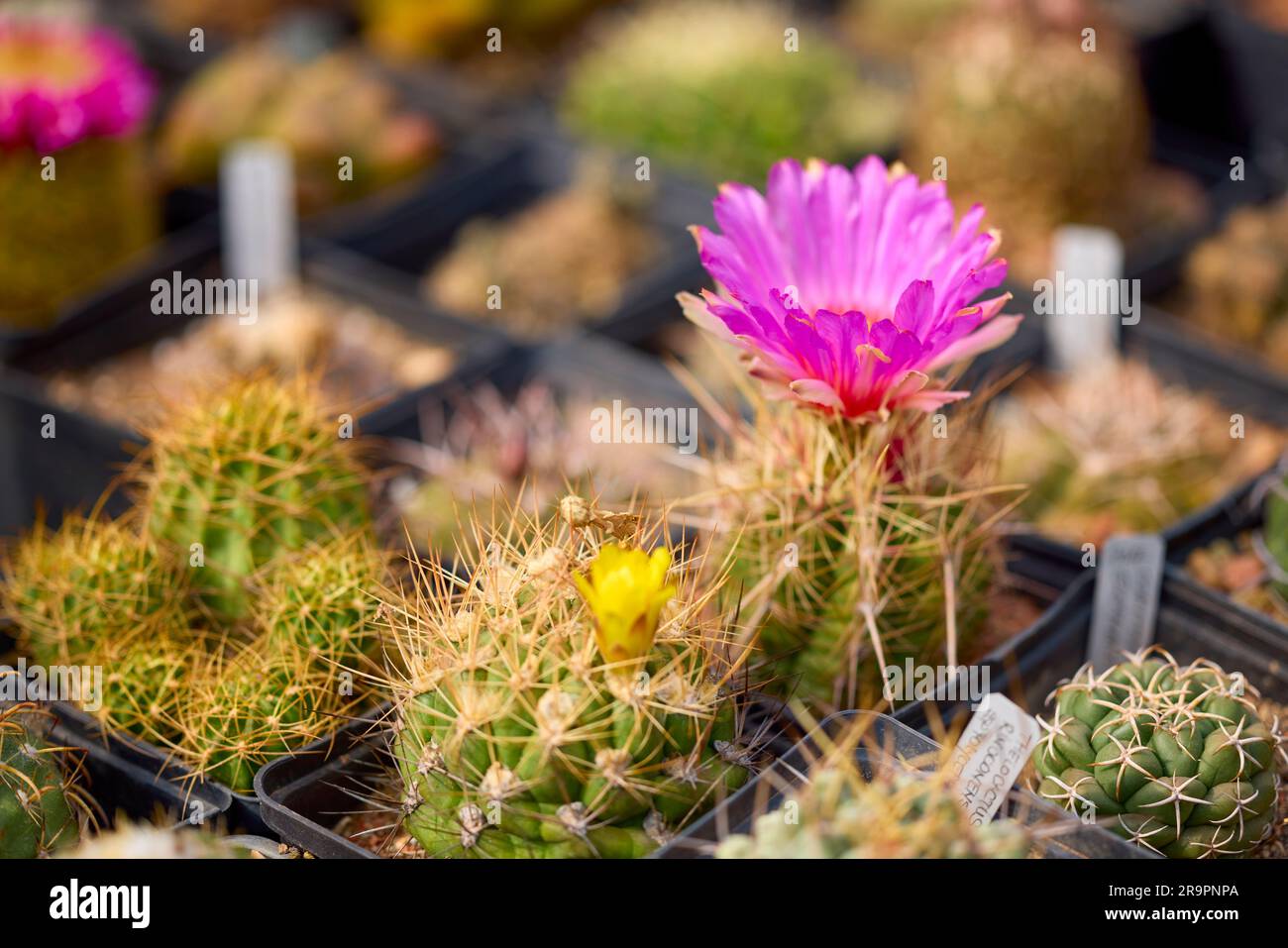 beautiful images with various flowering cacti with selective focus ...