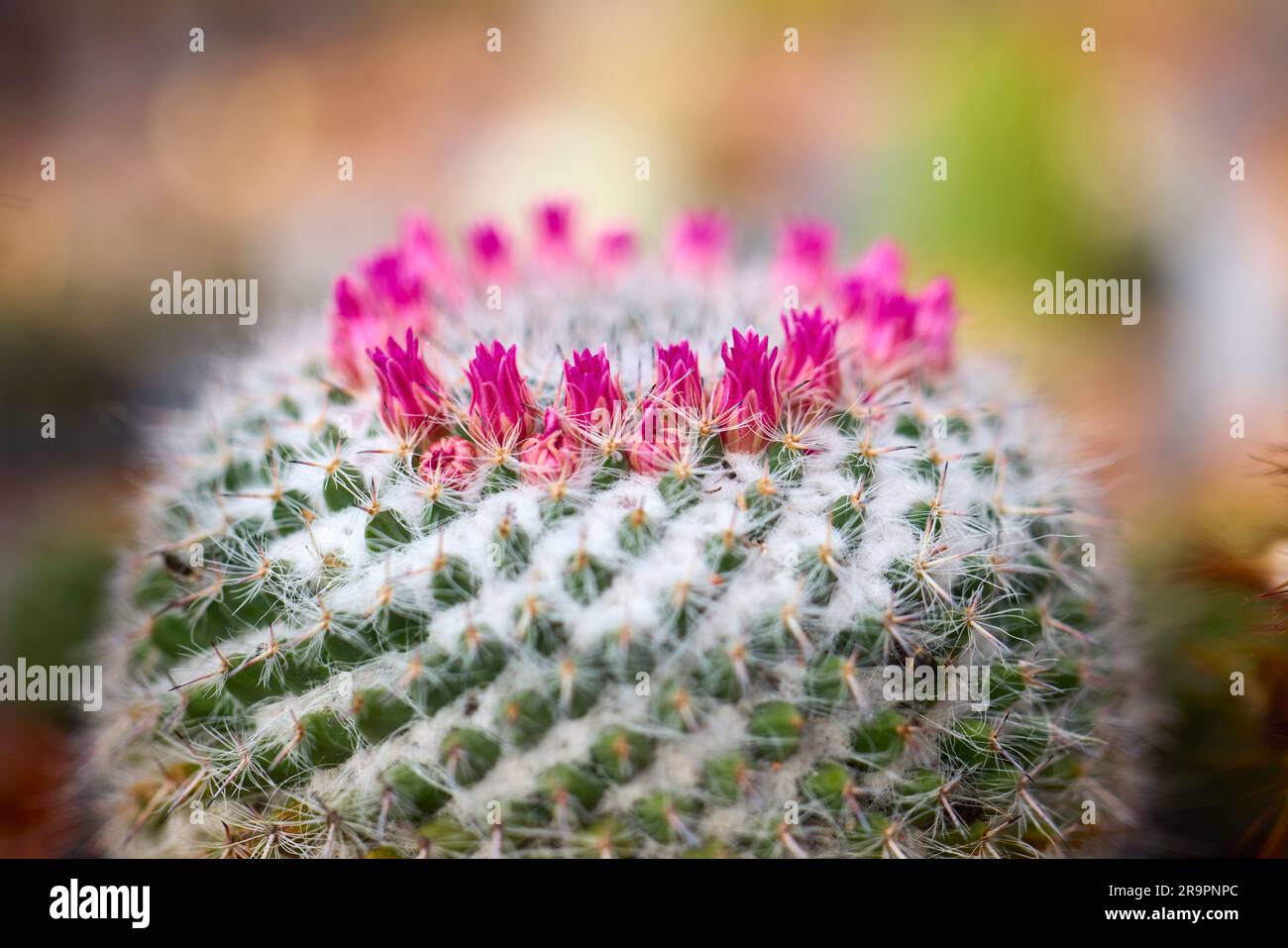 beautiful images with various flowering cacti with selective focus ...