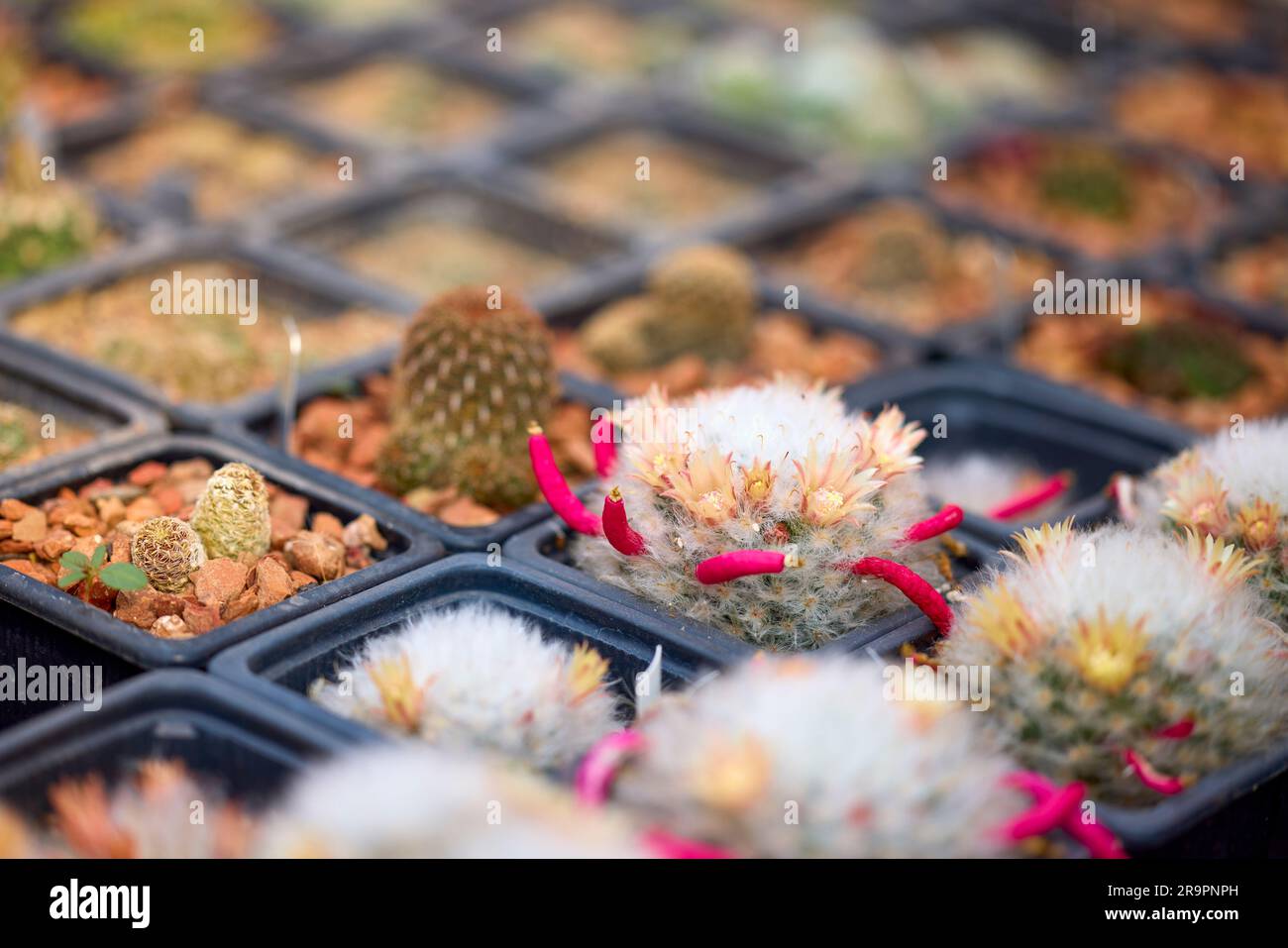 beautiful images with various flowering cacti with selective focus ...