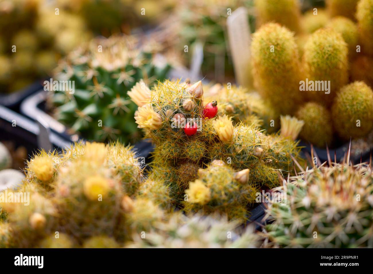 beautiful images with various flowering cacti with selective focus ...