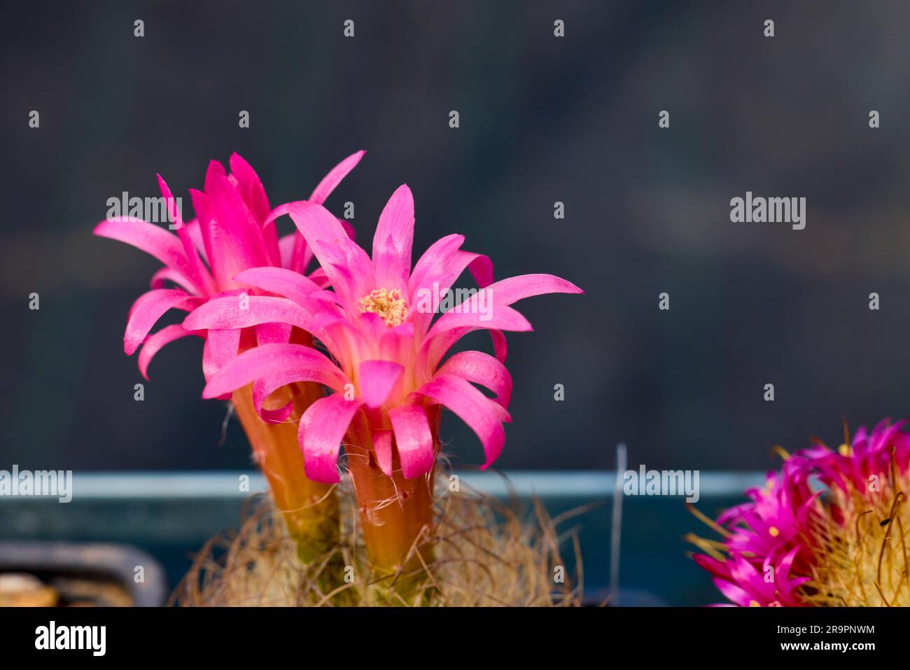beautiful images with various flowering cacti with selective focus ...