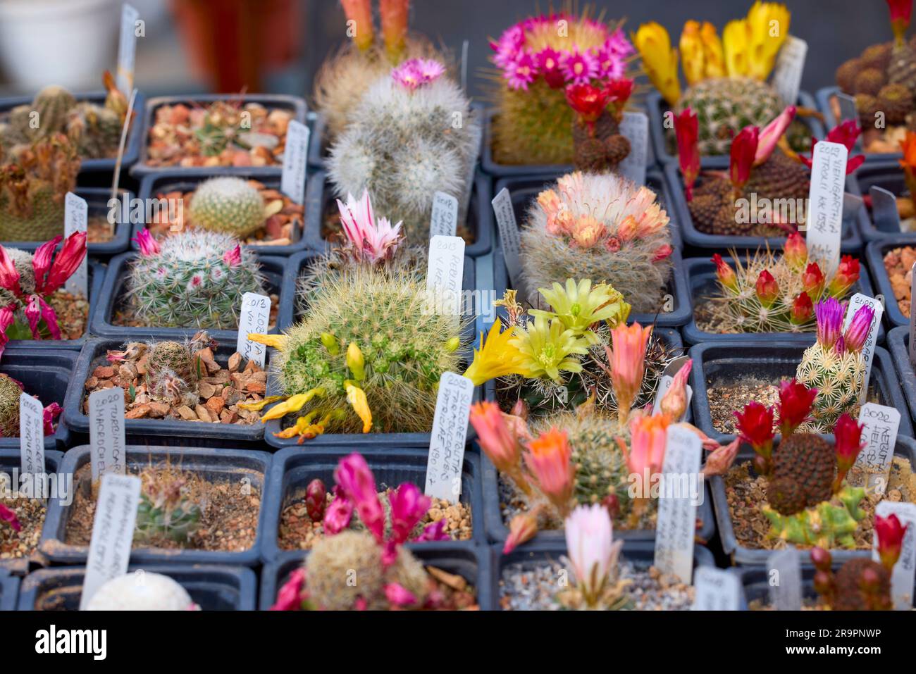 beautiful images with various flowering cacti with selective focus ...