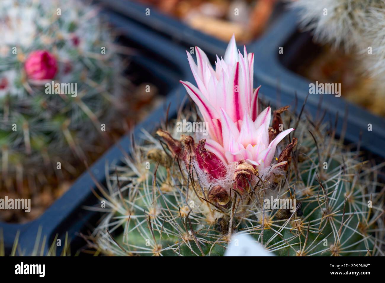 beautiful images with various flowering cacti with selective focus ...