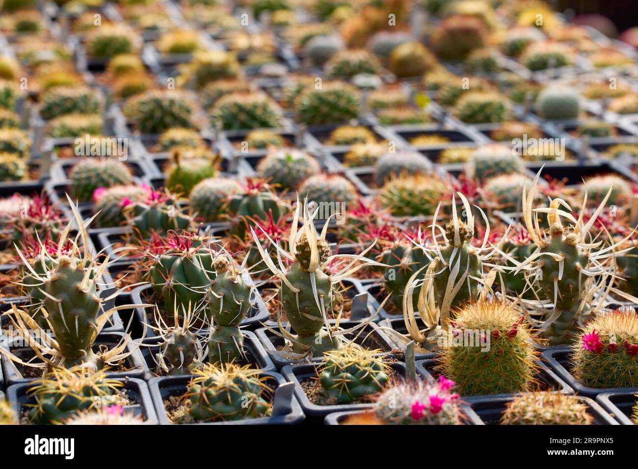 beautiful images with various flowering cacti with selective focus ...