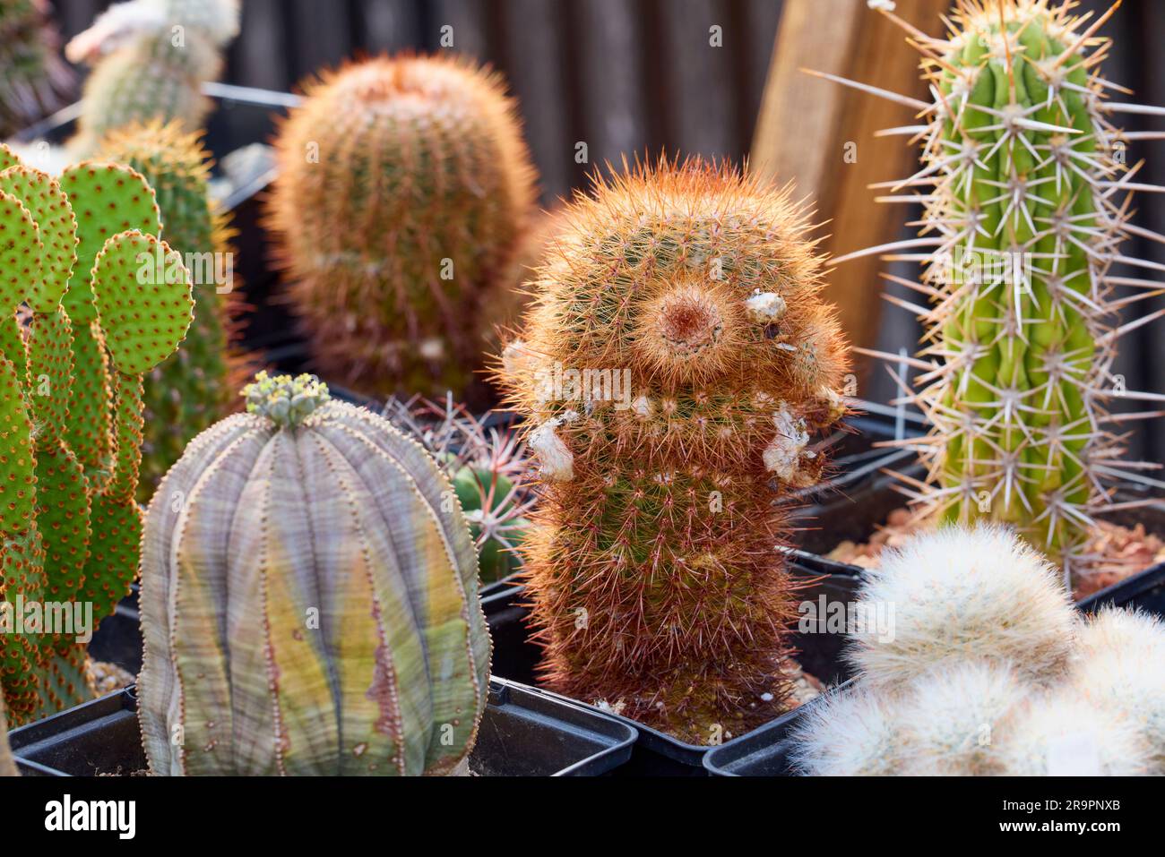 beautiful images with various flowering cacti with selective focus ...