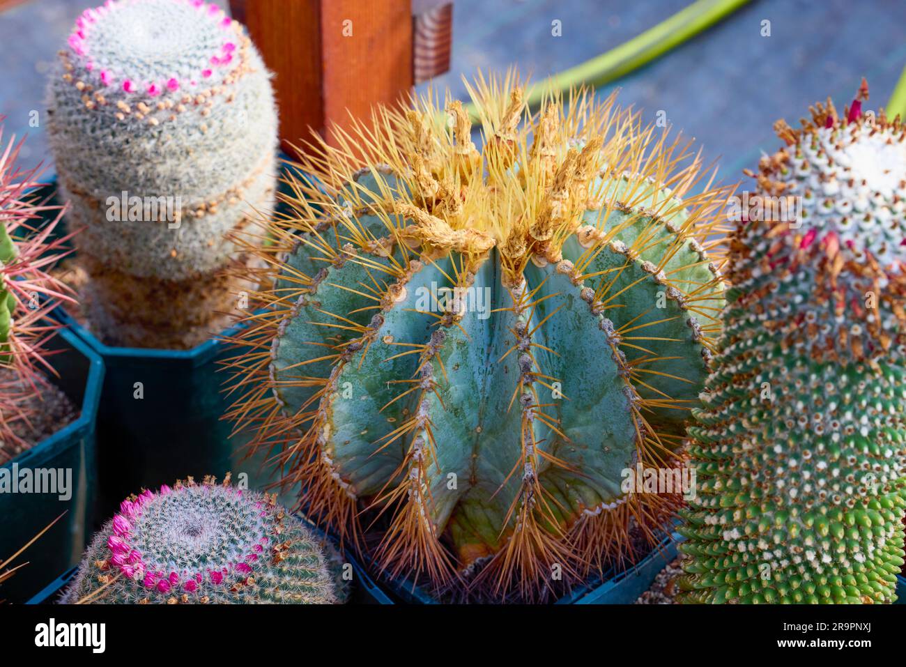 beautiful images with various flowering cacti with selective focus ...