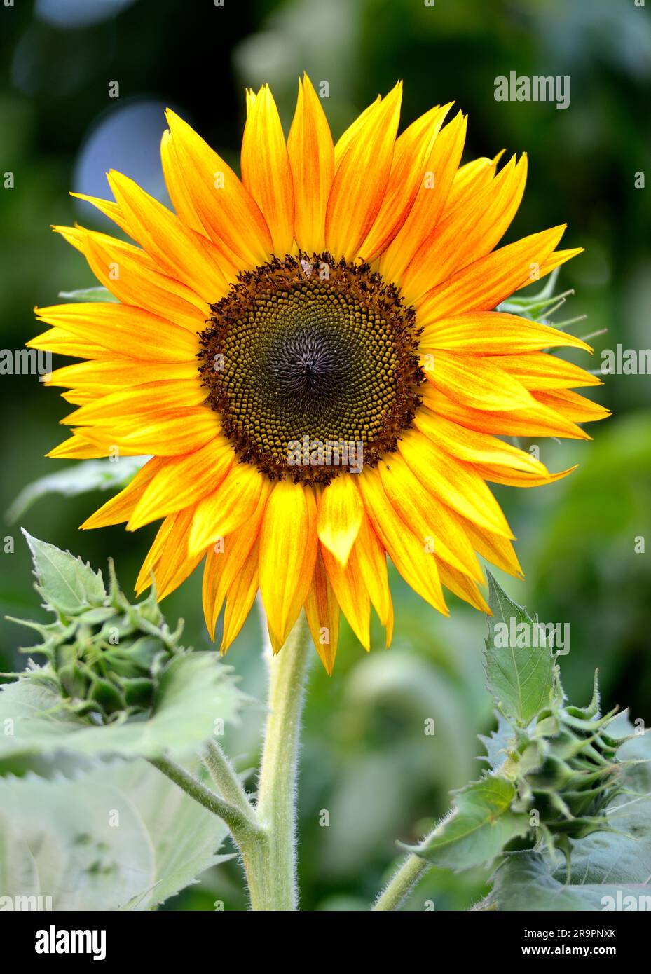 Giant Sunflower (Helianthus) Bloom Stock Photo - Alamy