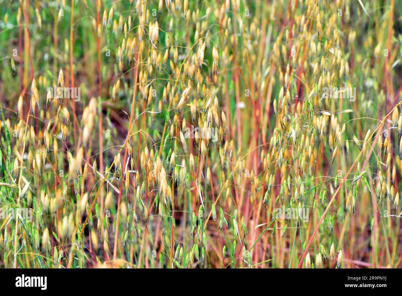 Avena sp hi-res stock photography and images - Alamy
