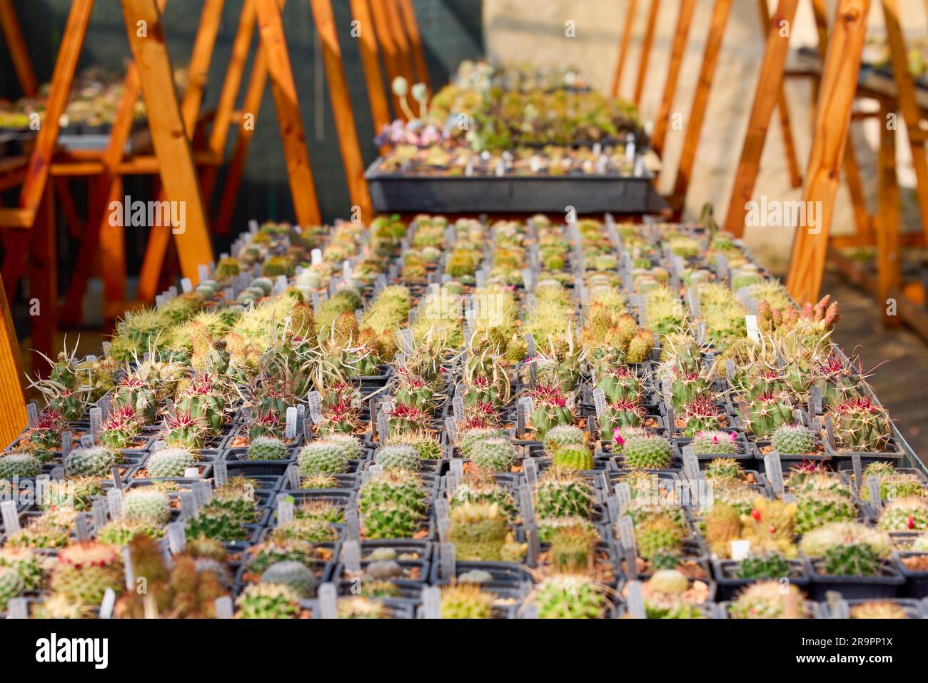 Various flowering plant species hi-res stock photography and images - Alamy